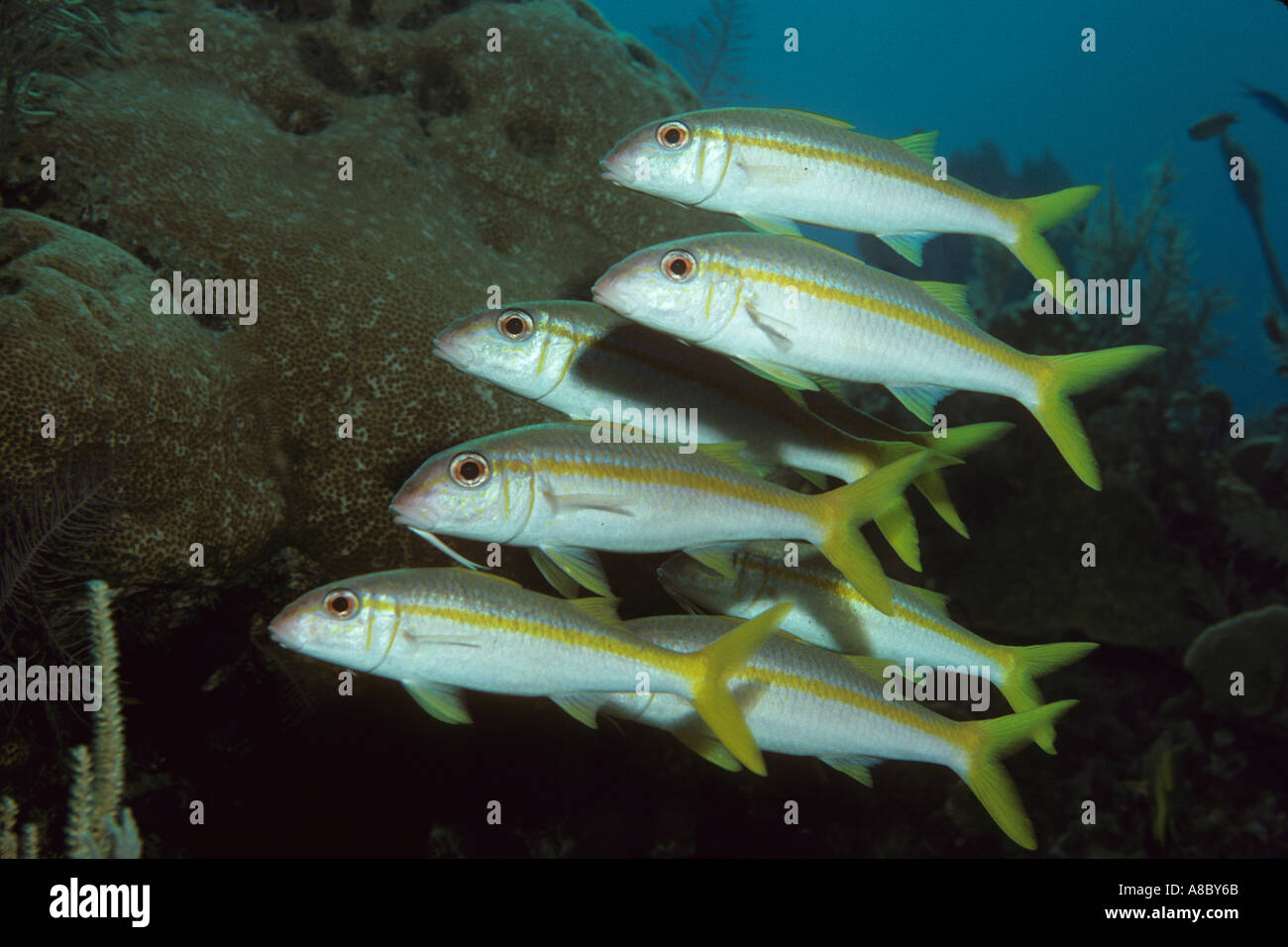 Yellow goatfish Mulloidichthys martinicus in Grand Cayman BWI Caribbean ...