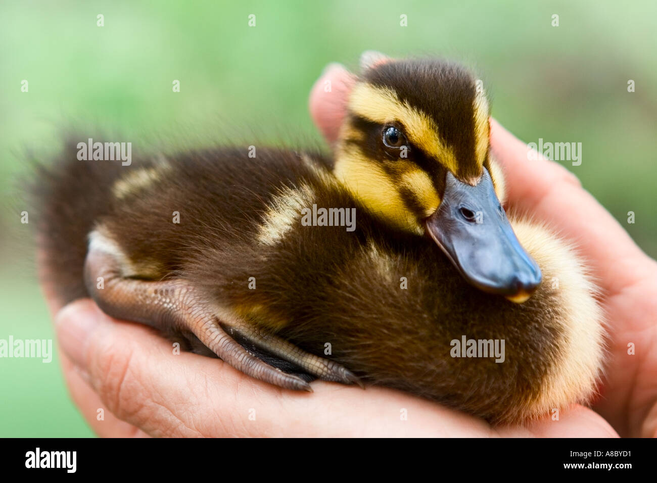 Easter humans human beings people hi-res stock photography and images ...