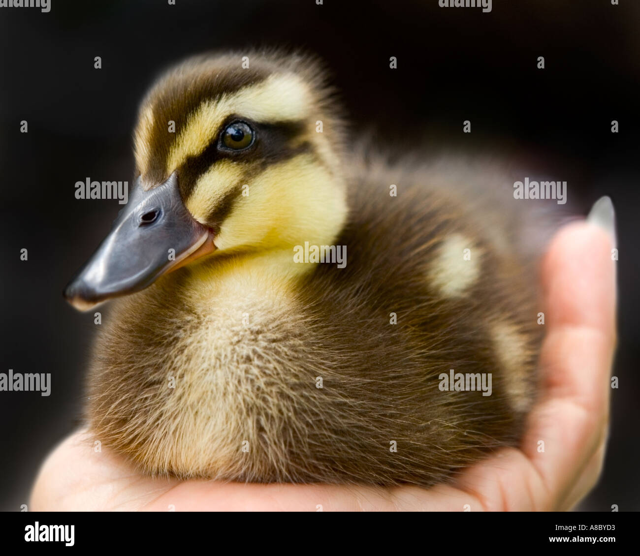 A duckling looks cute and innocent in a hand Stock Photo - Alamy