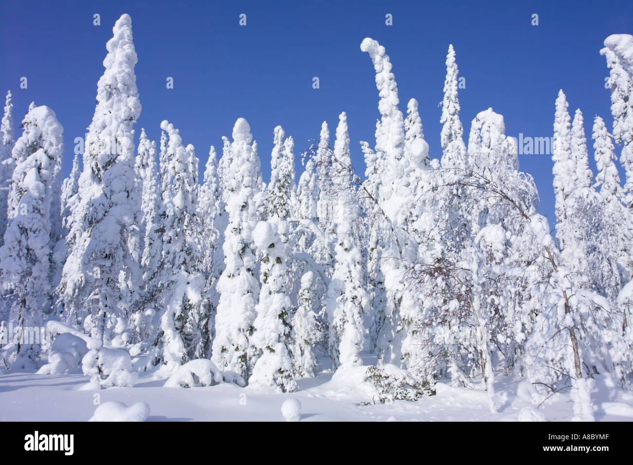Snow covered forest in sotkamo finland hi-res stock photography and ...