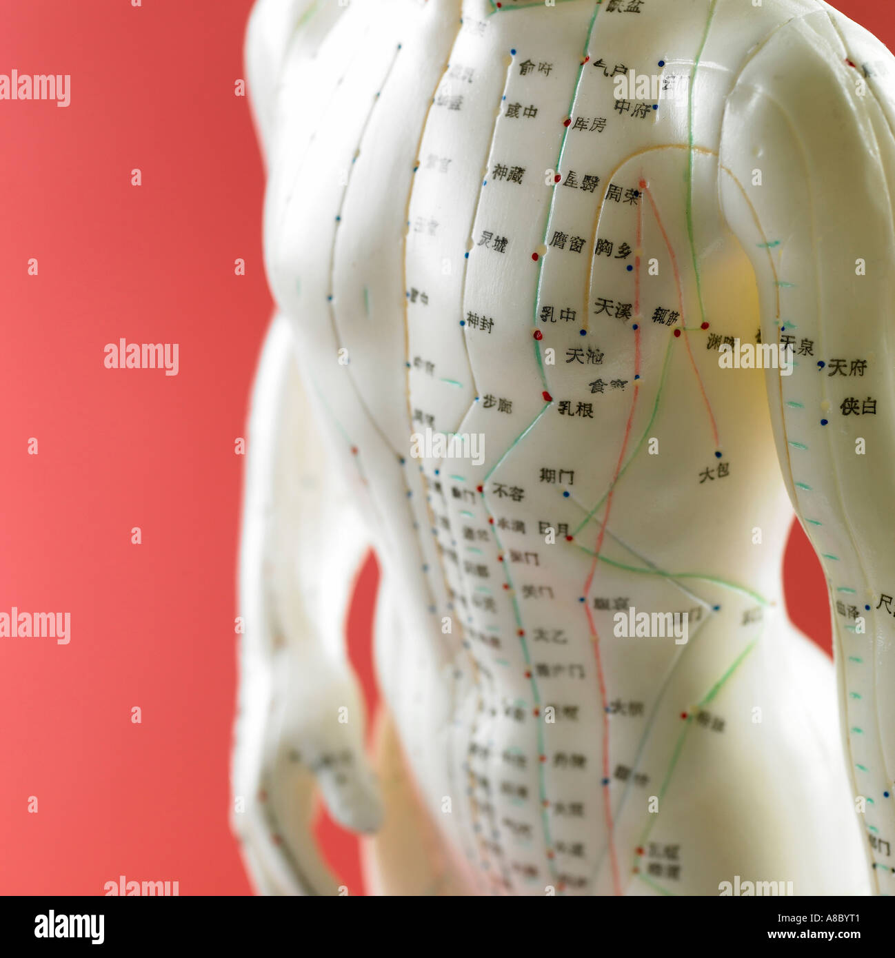 Anatomical model for acupuncture Stock Photo - Alamy