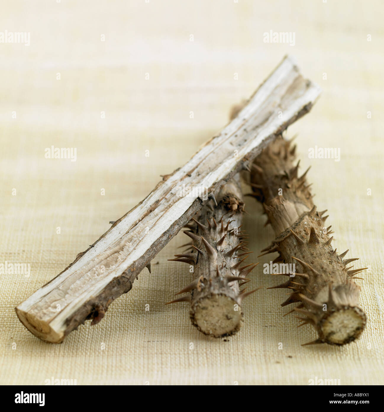 Chinese medicine dried Japanese angelica trees Stock Photo - Alamy