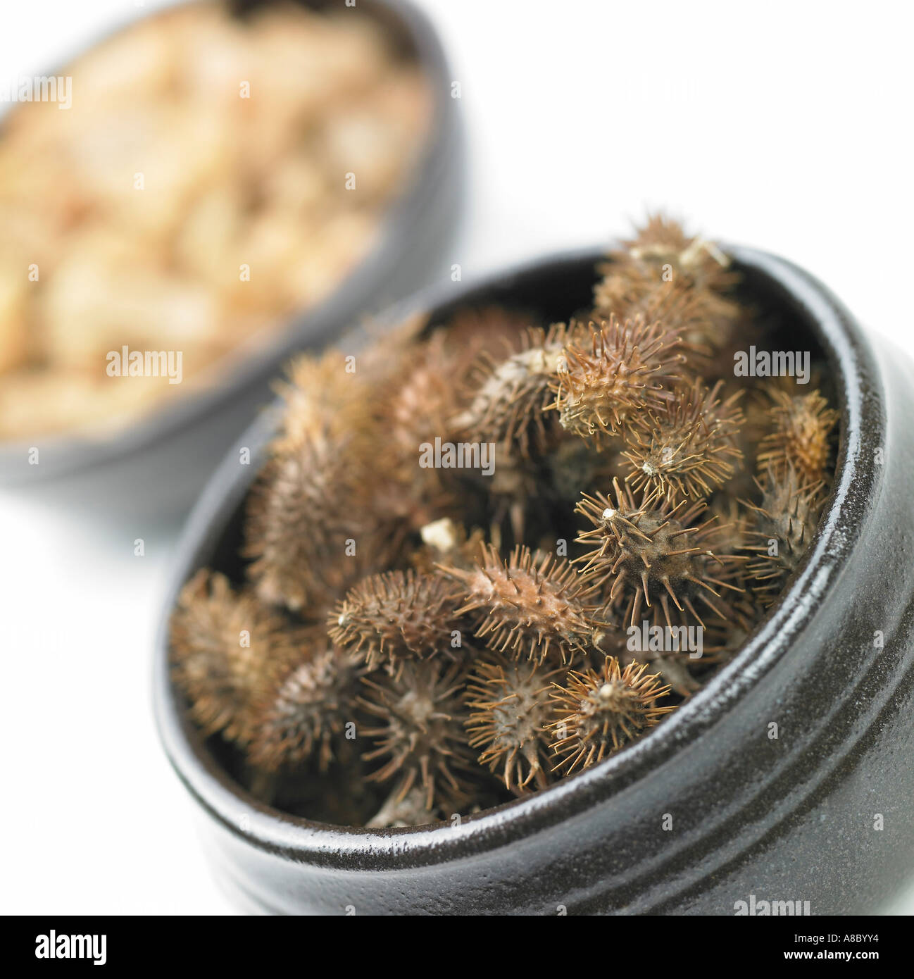 Snakes beard hi-res stock photography and images - Alamy