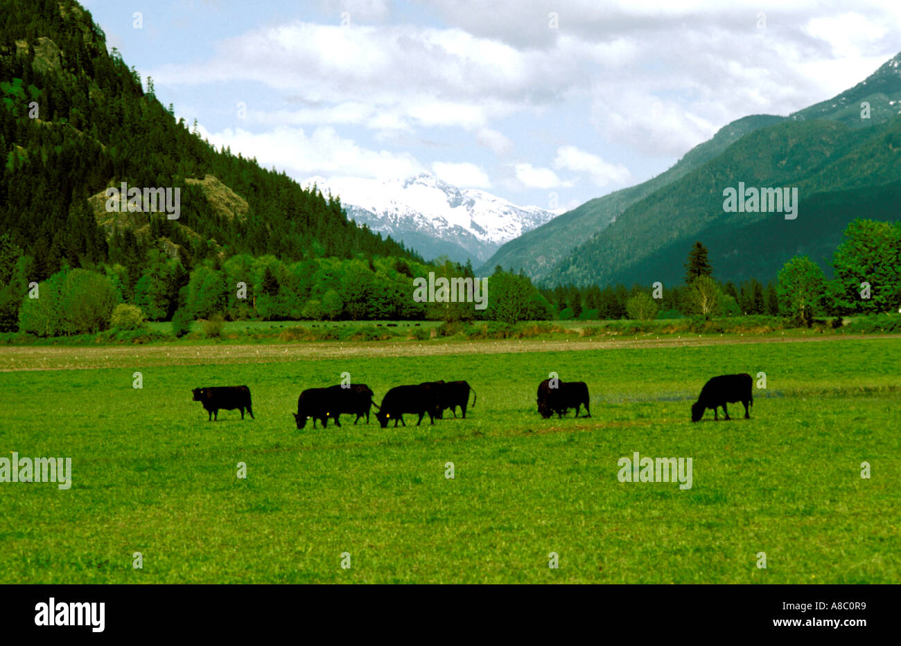 Angus park hi-res stock photography and images - Alamy
