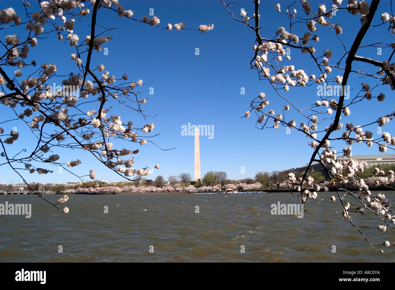 Washington dc flora hi-res stock photography and images - Alamy