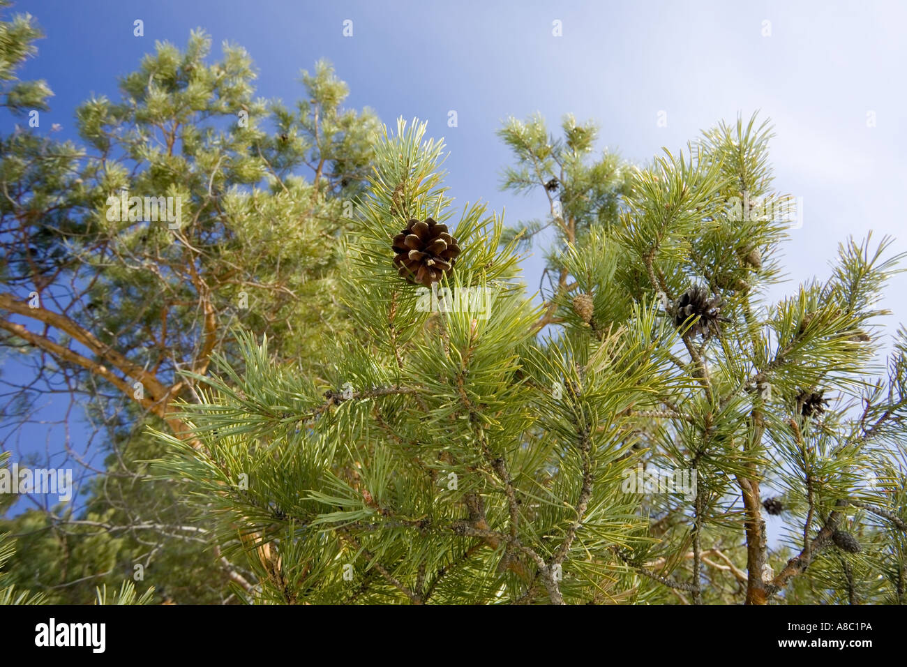 Pinus sylvestris branch cones hi-res stock photography and images - Alamy