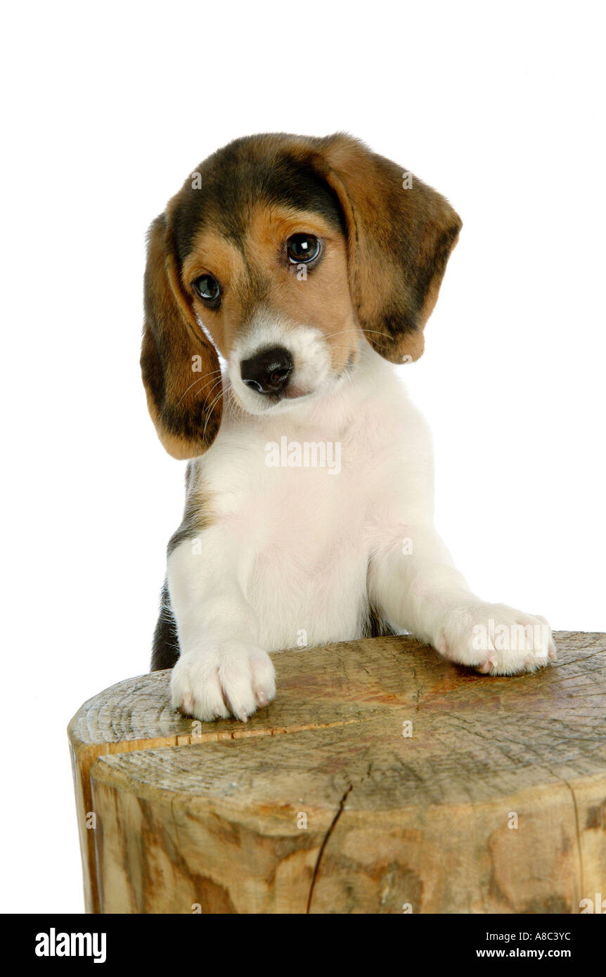 Beagle hunting dog hi-res stock photography and images - Alamy