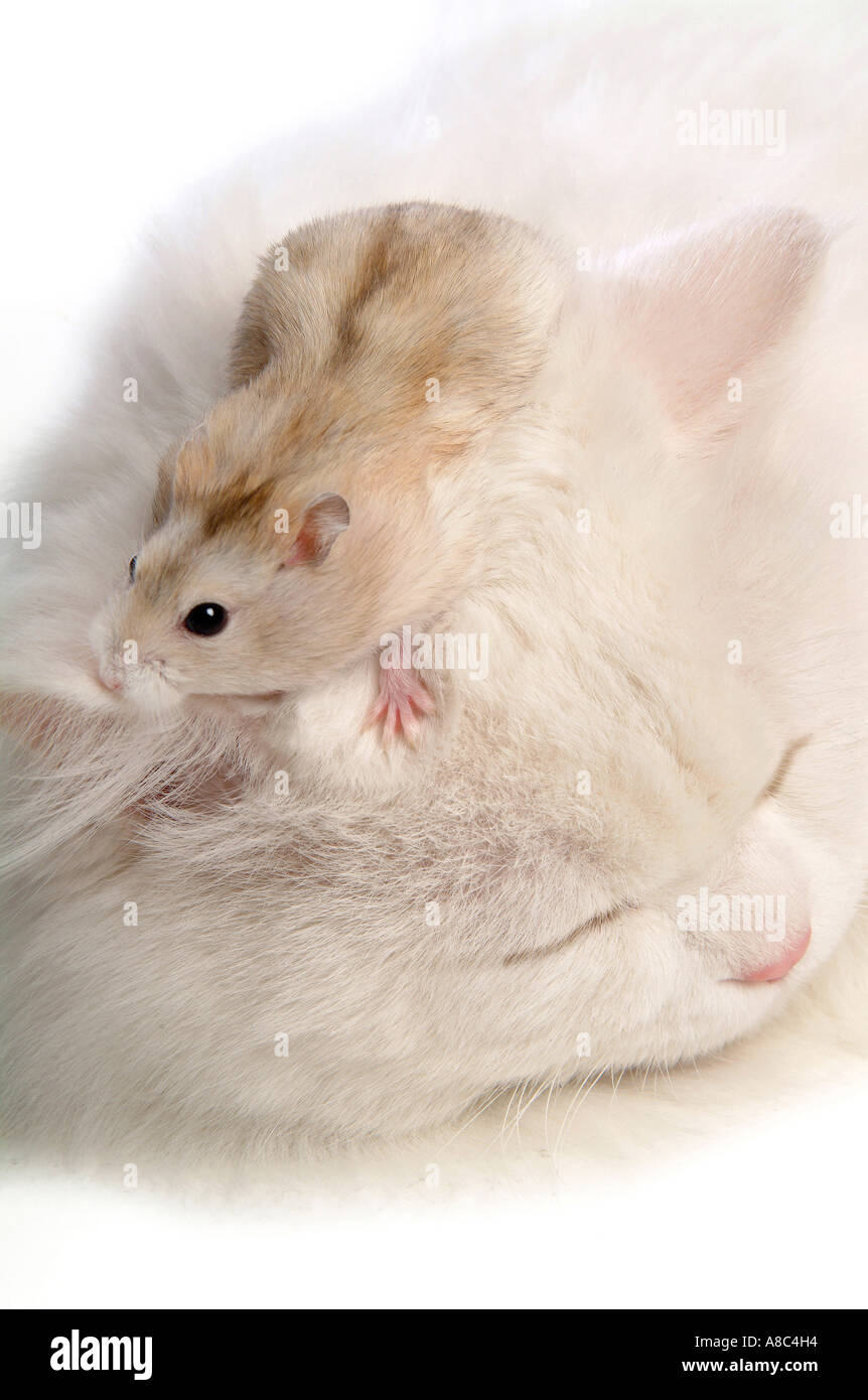 Hamster sleeping hi-res stock photography and images - Alamy