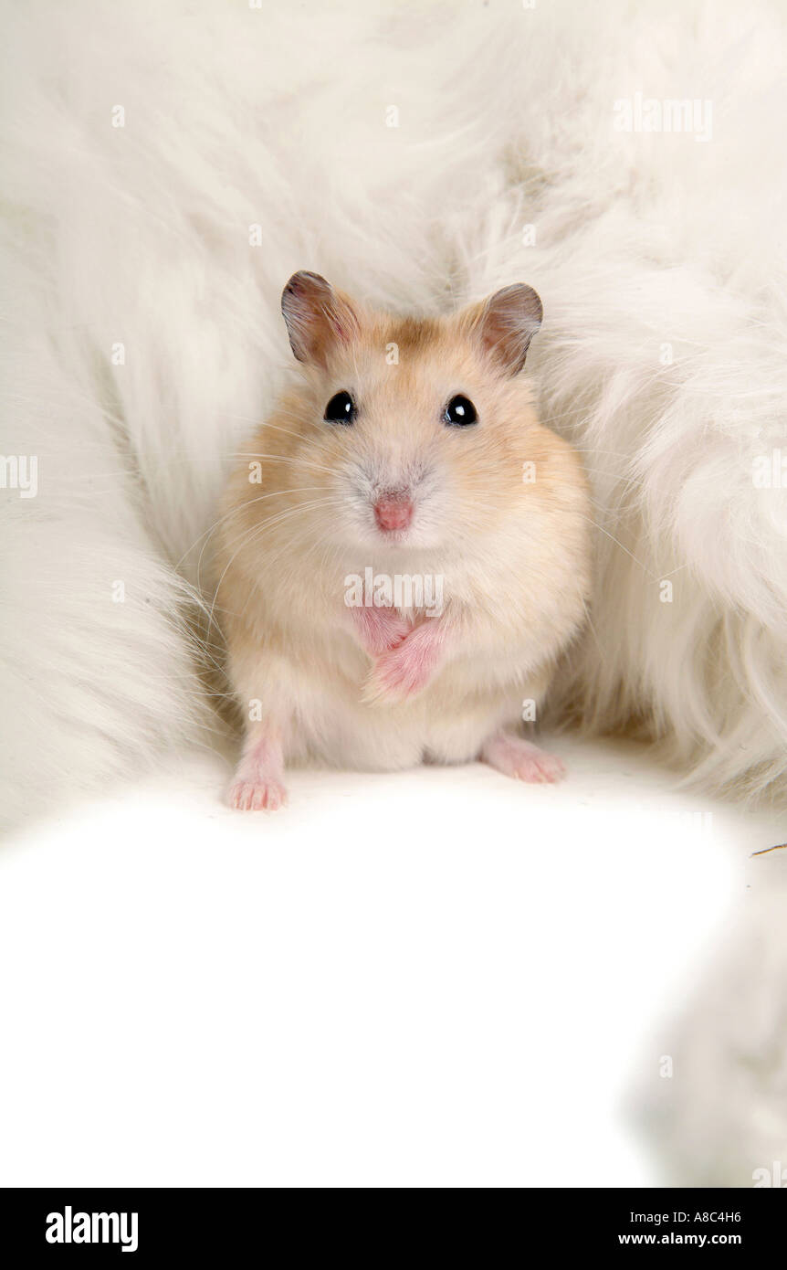 Kitten and hamster hi-res stock photography and images - Alamy