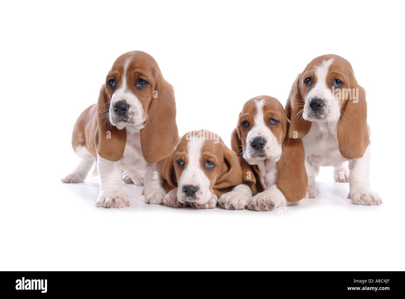 Basset dogs hi-res stock photography and images - Alamy