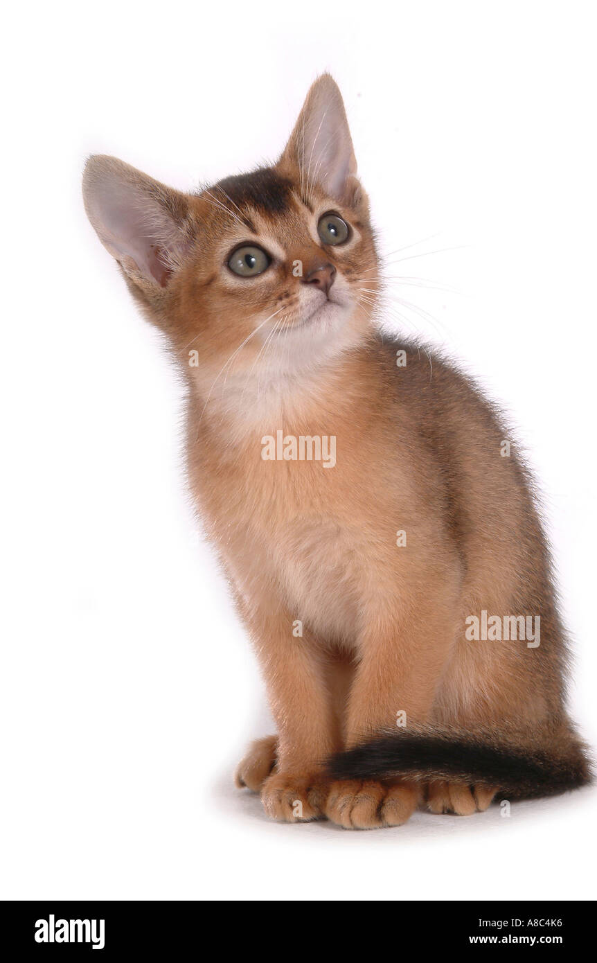 Abyssinian cat hi-res stock photography and images - Alamy