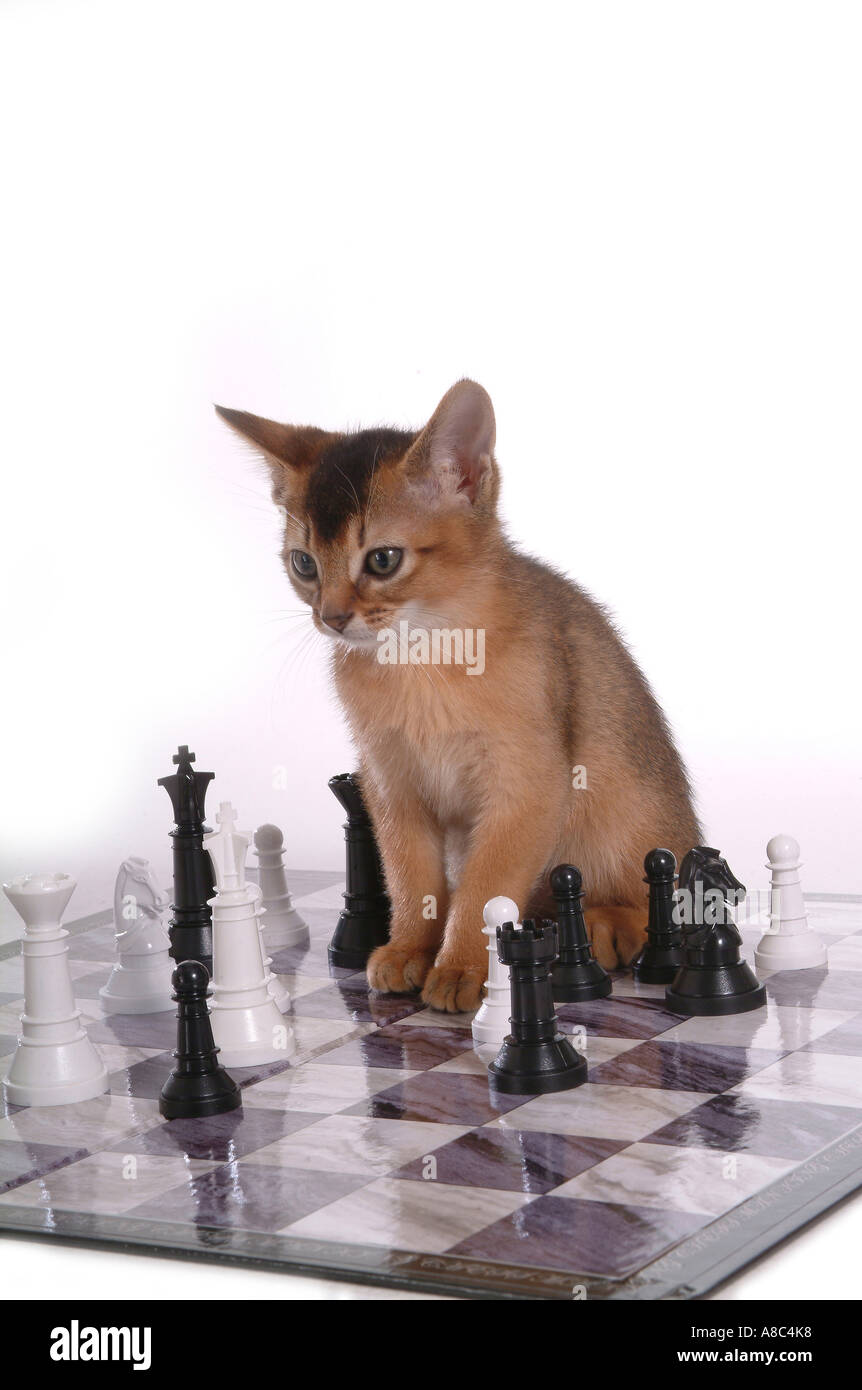 Abyssinian cat dog hi-res stock photography and images - Alamy