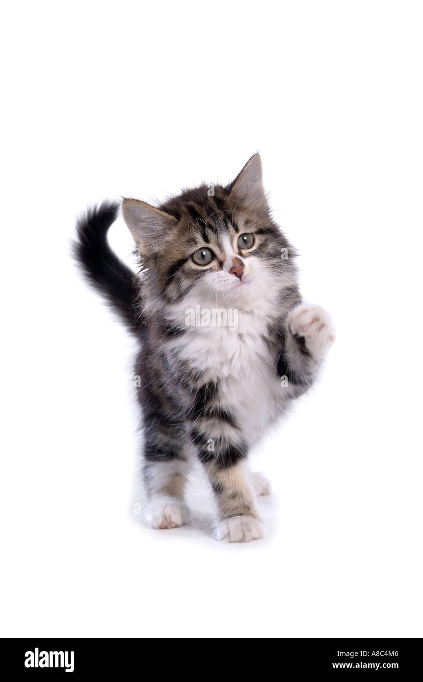 Norwegian forest cat kitten Cut Out Stock Images & Pictures - Alamy