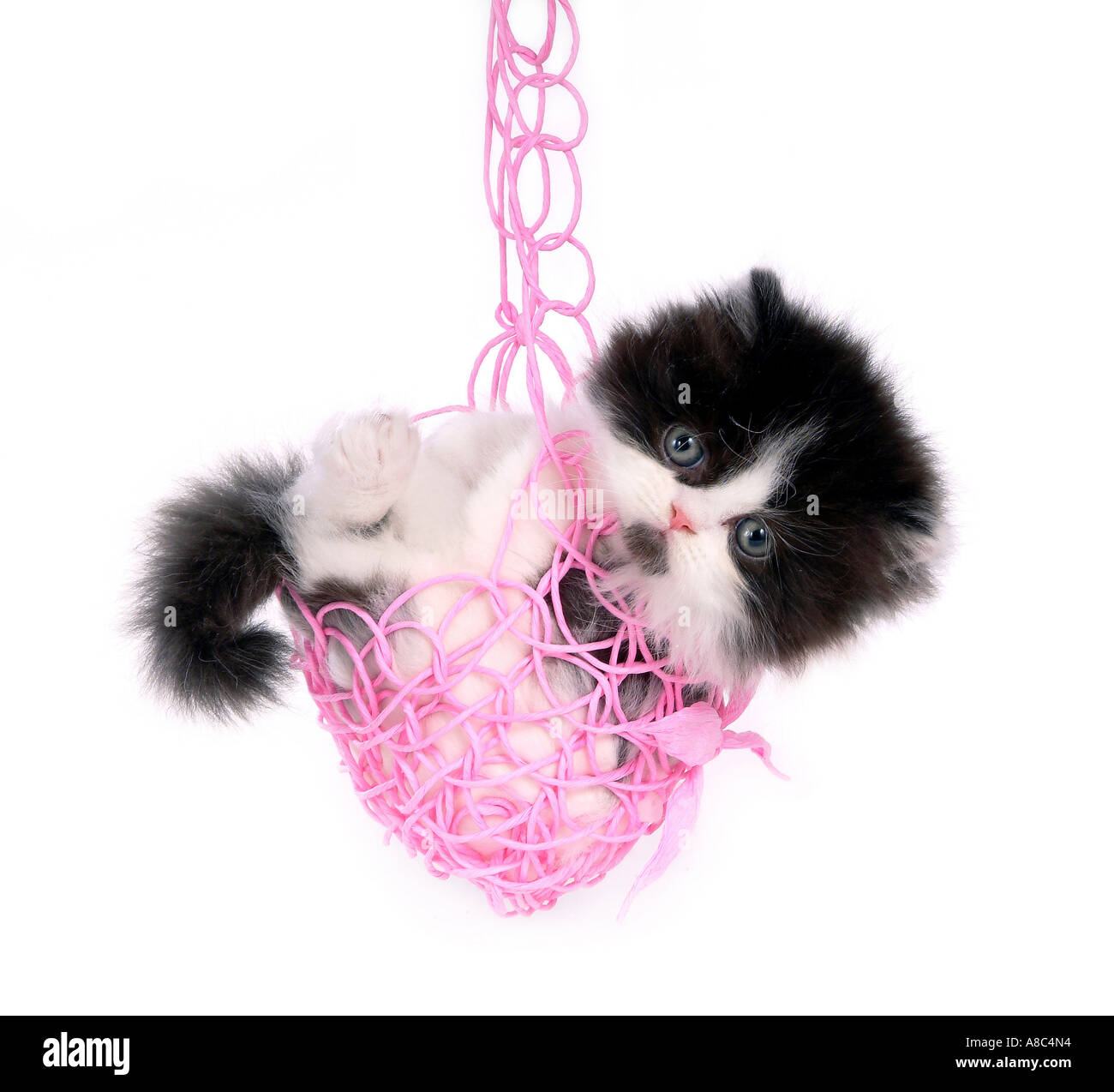 Cat kitten hanging rope hi-res stock photography and images - Alamy