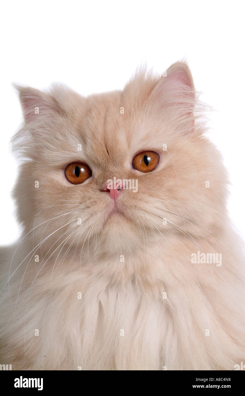 Persian love hi-res stock photography and images - Alamy