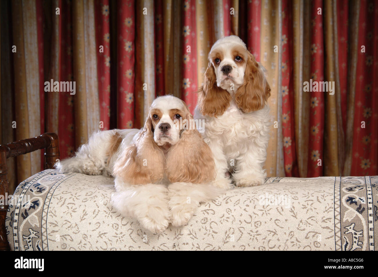American Cocker Spaniel Stock Photo - Alamy