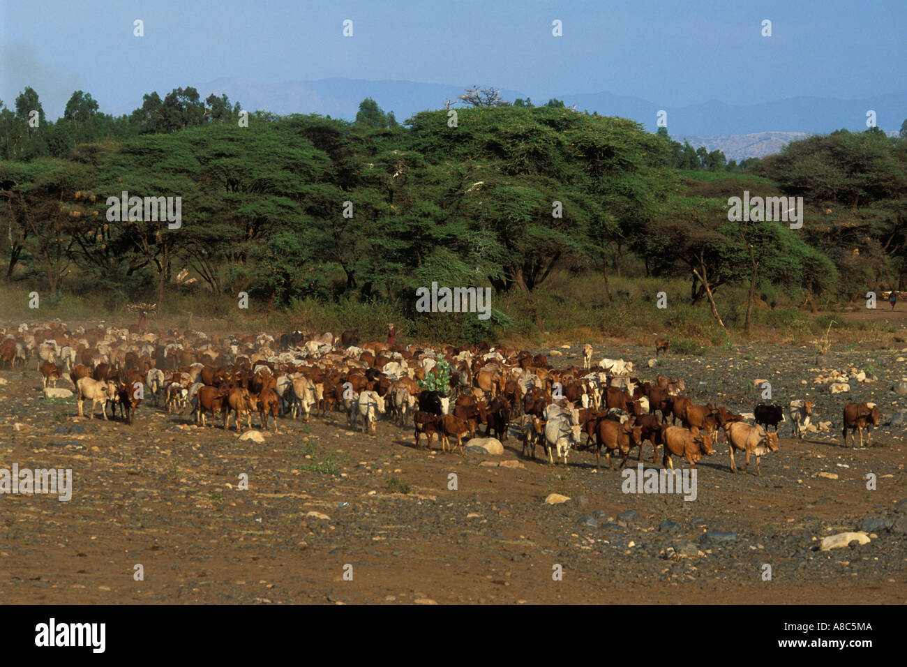 Arba minch hi-res stock photography and images - Alamy