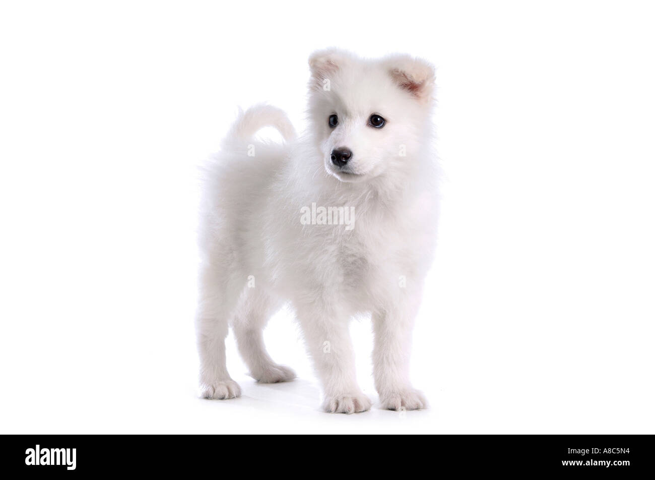 Samoyed sled hi-res stock photography and images - Alamy