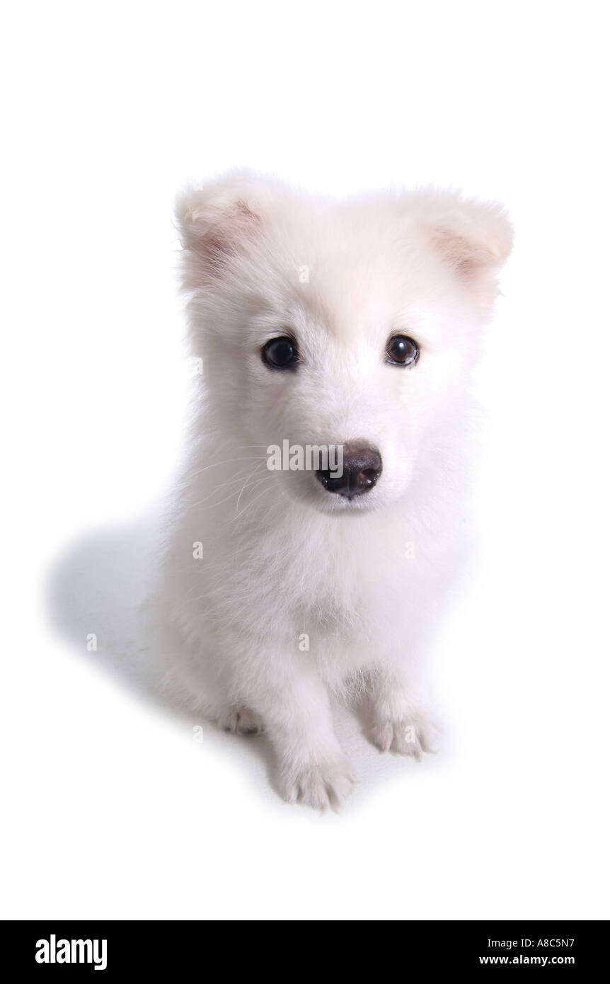 White samoyed Cut Out Stock Images & Pictures - Alamy