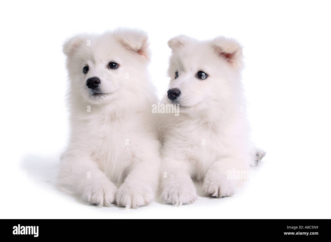 Samoyed sled hi-res stock photography and images - Alamy