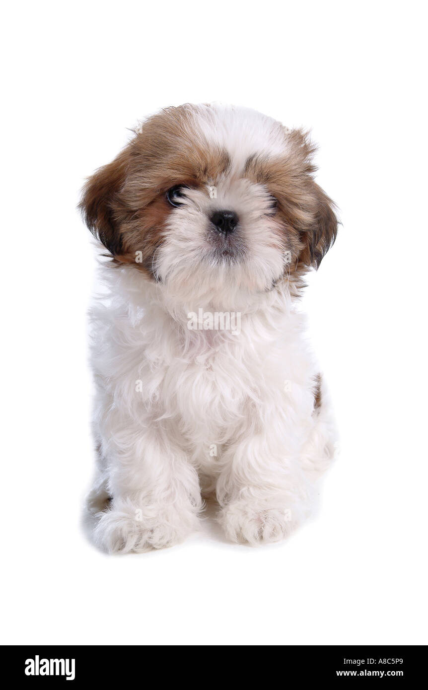 Shin tzu hi-res stock photography and images - Alamy