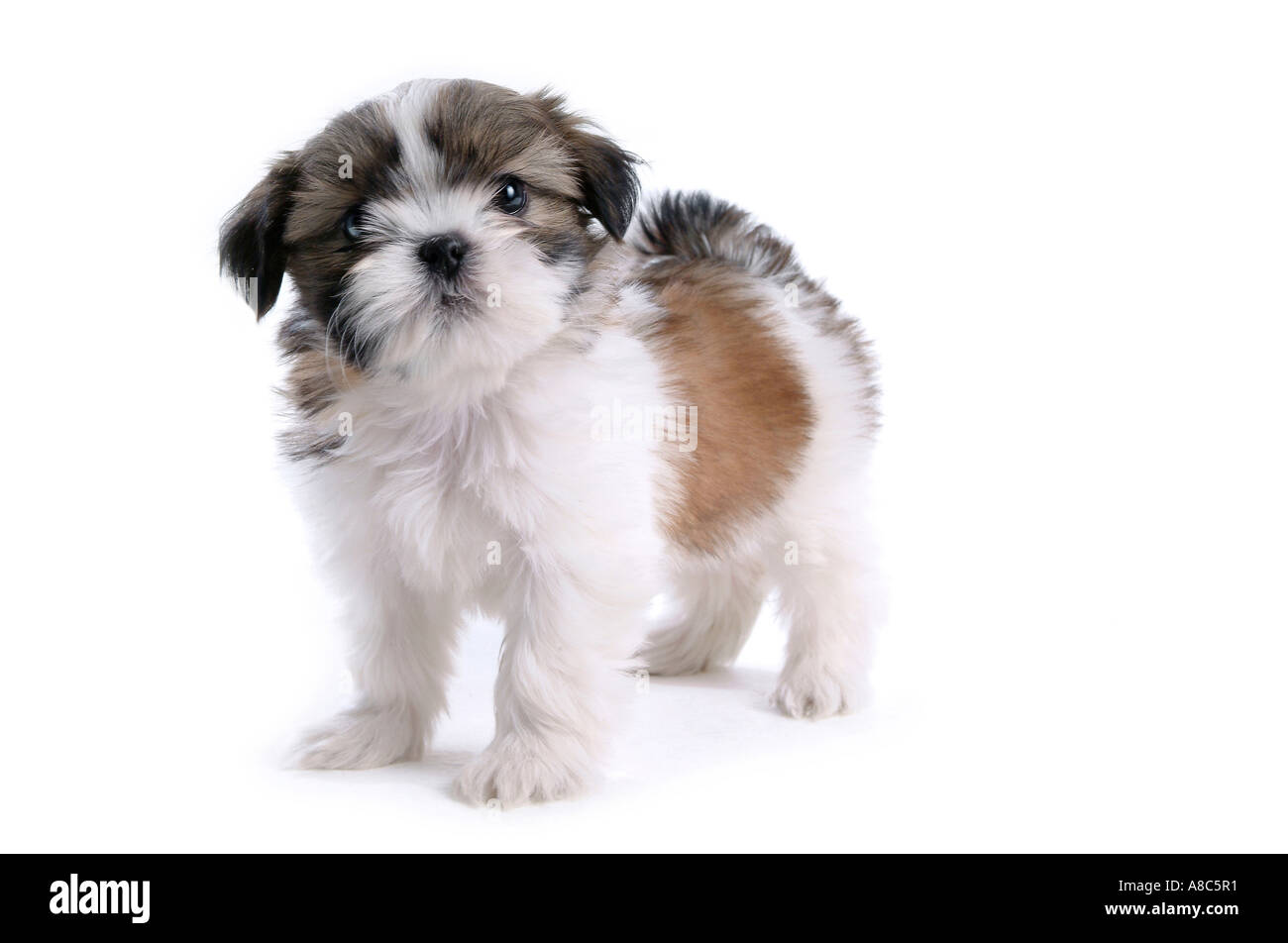 Shin tzu hi-res stock photography and images - Alamy