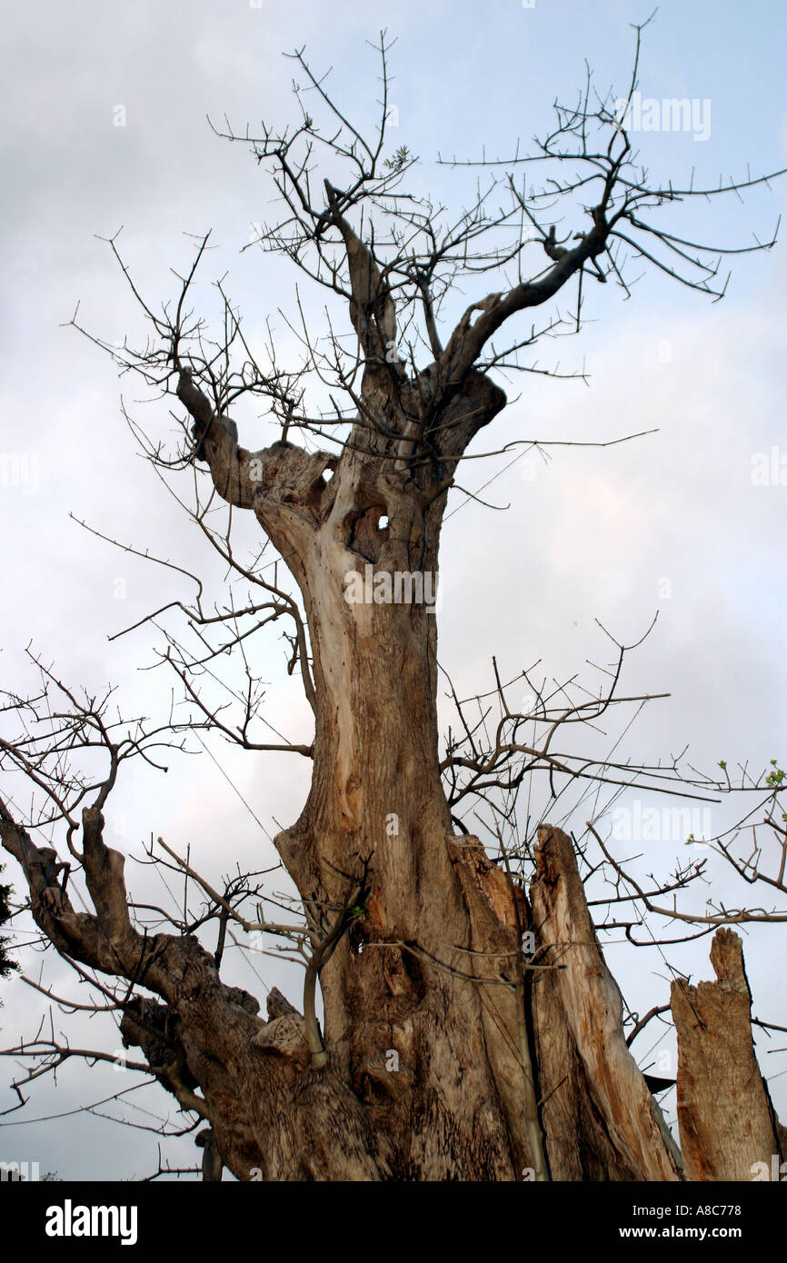 faded Tree baldheaded bald winter withered faded travel sear sere ...