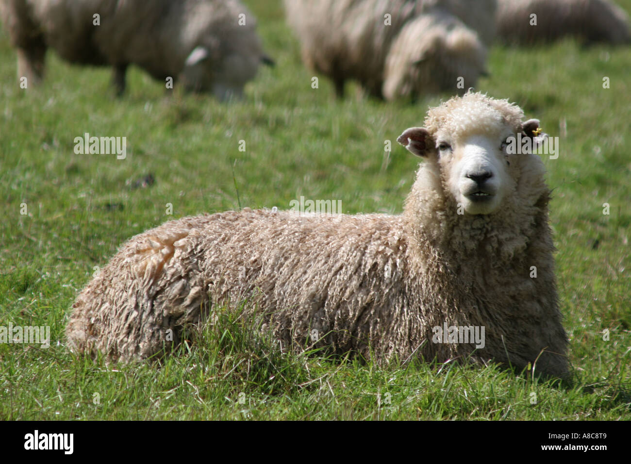 Hello sheep hi-res stock photography and images - Alamy