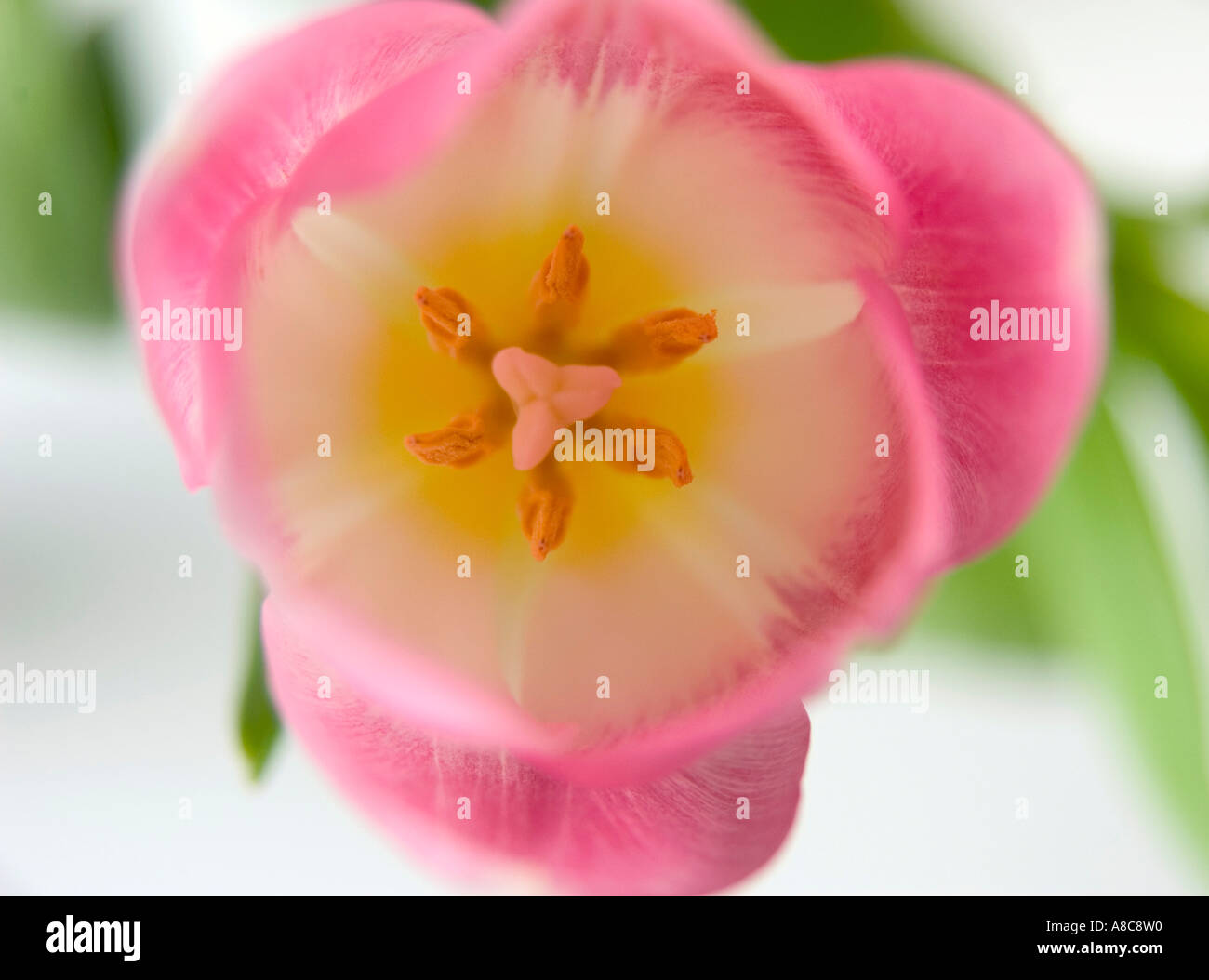 Tulip in center hi-res stock photography and images - Alamy