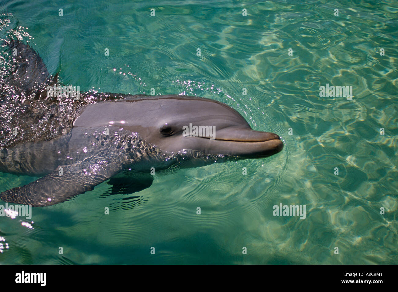 Bottlenose dolphin on surface of ocean Carribbean Ocean Honduras Stock ...