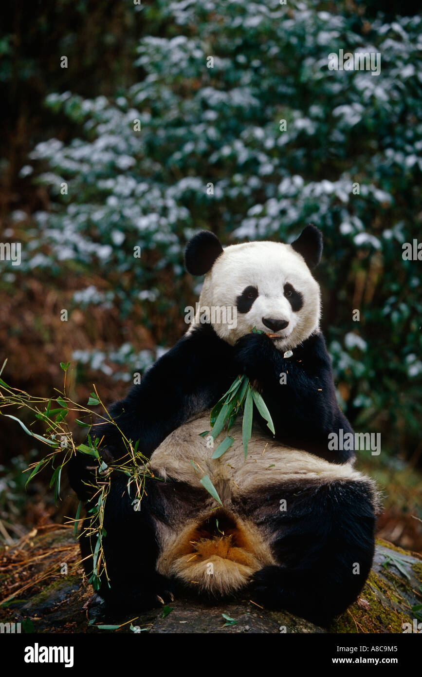 Giant Panda sitting eating bamboo China Stock Photo - Alamy