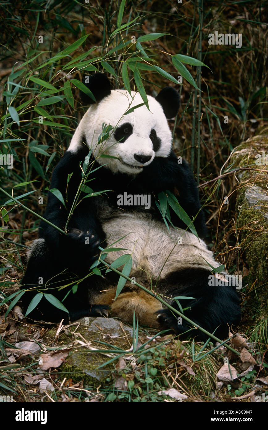 Giant Panda sitting eating bamboo China Stock Photo - Alamy