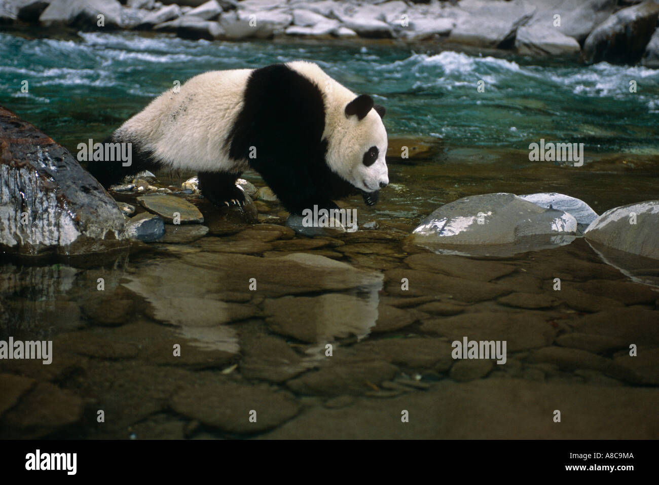 Giant Panda crossing river China Stock Photo - Alamy