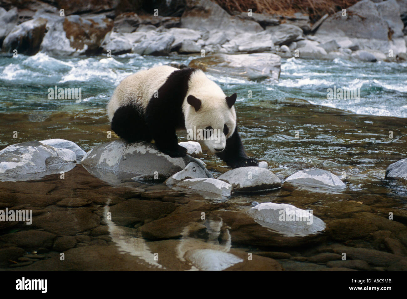 Giant Panda crossing river China Stock Photo - Alamy