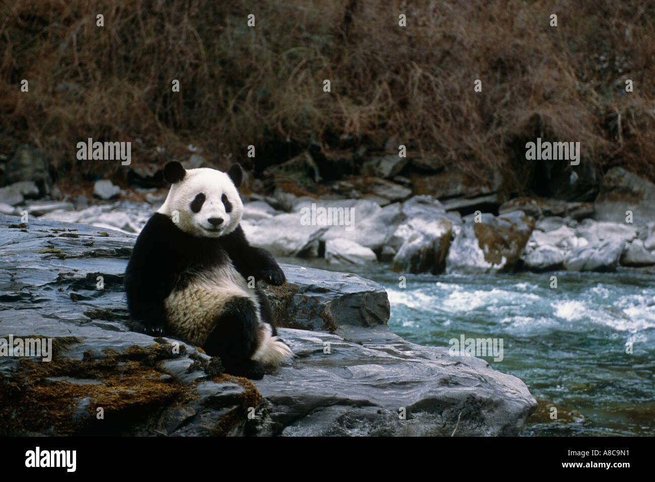 Happy panda giant wild hi-res stock photography and images - Alamy