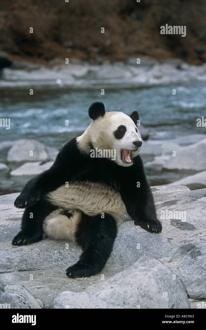 Giant Panda sitting on rock in river China Stock Photo - Alamy