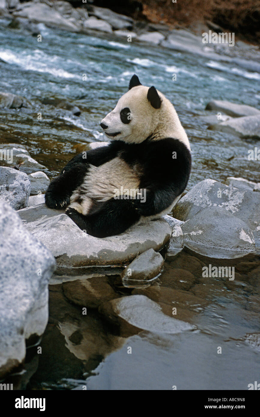 Giant Panda sitting on rock in river China Stock Photo - Alamy