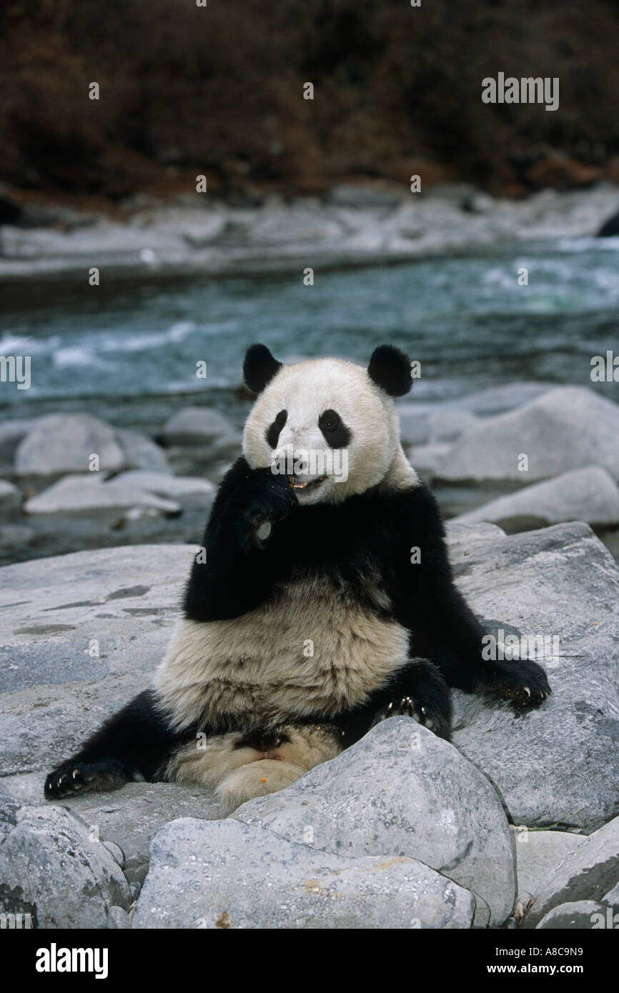 Panda walking side view hi-res stock photography and images - Alamy