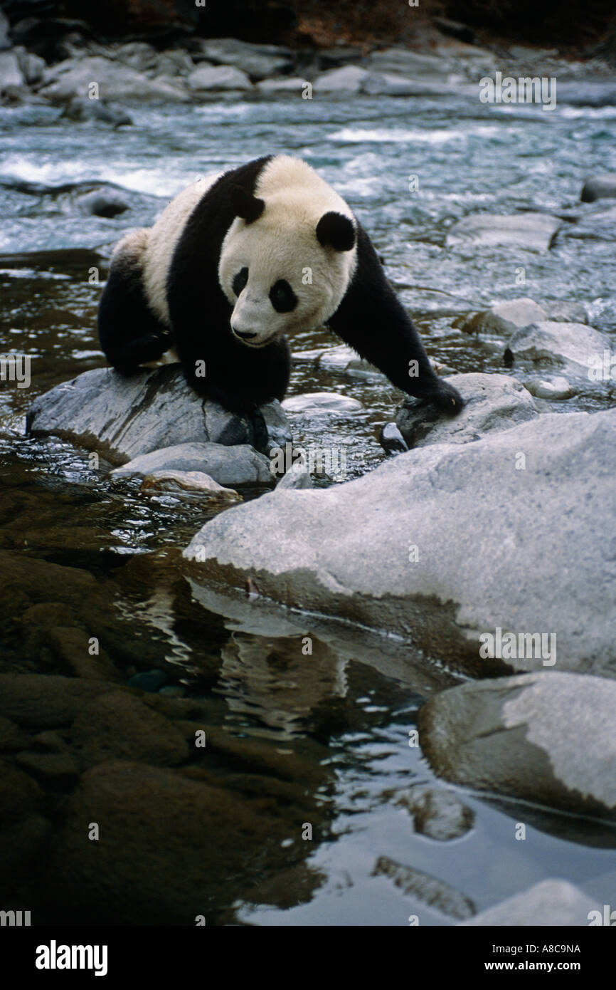 Giant Panda crossing rocks in river China Stock Photo - Alamy