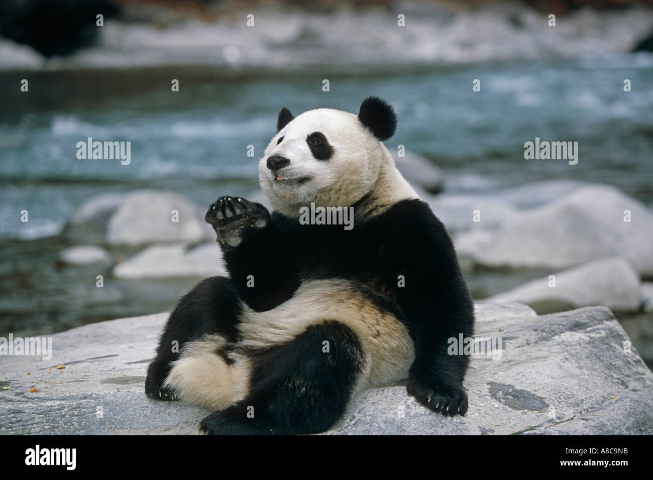 Panda Crossing High Resolution Stock Photography and Images - Alamy