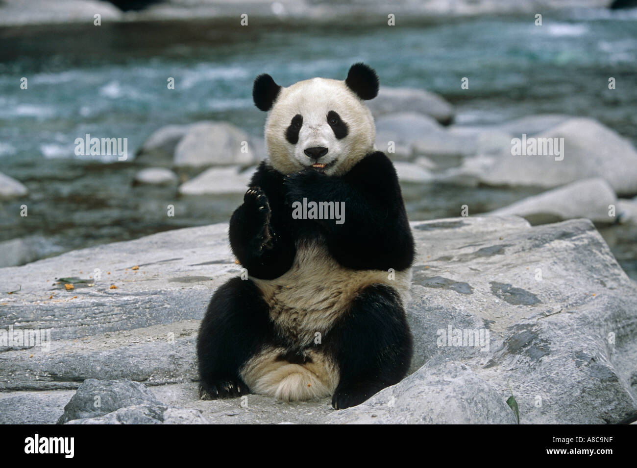 Giant Panda sitting on rock in river China Stock Photo - Alamy