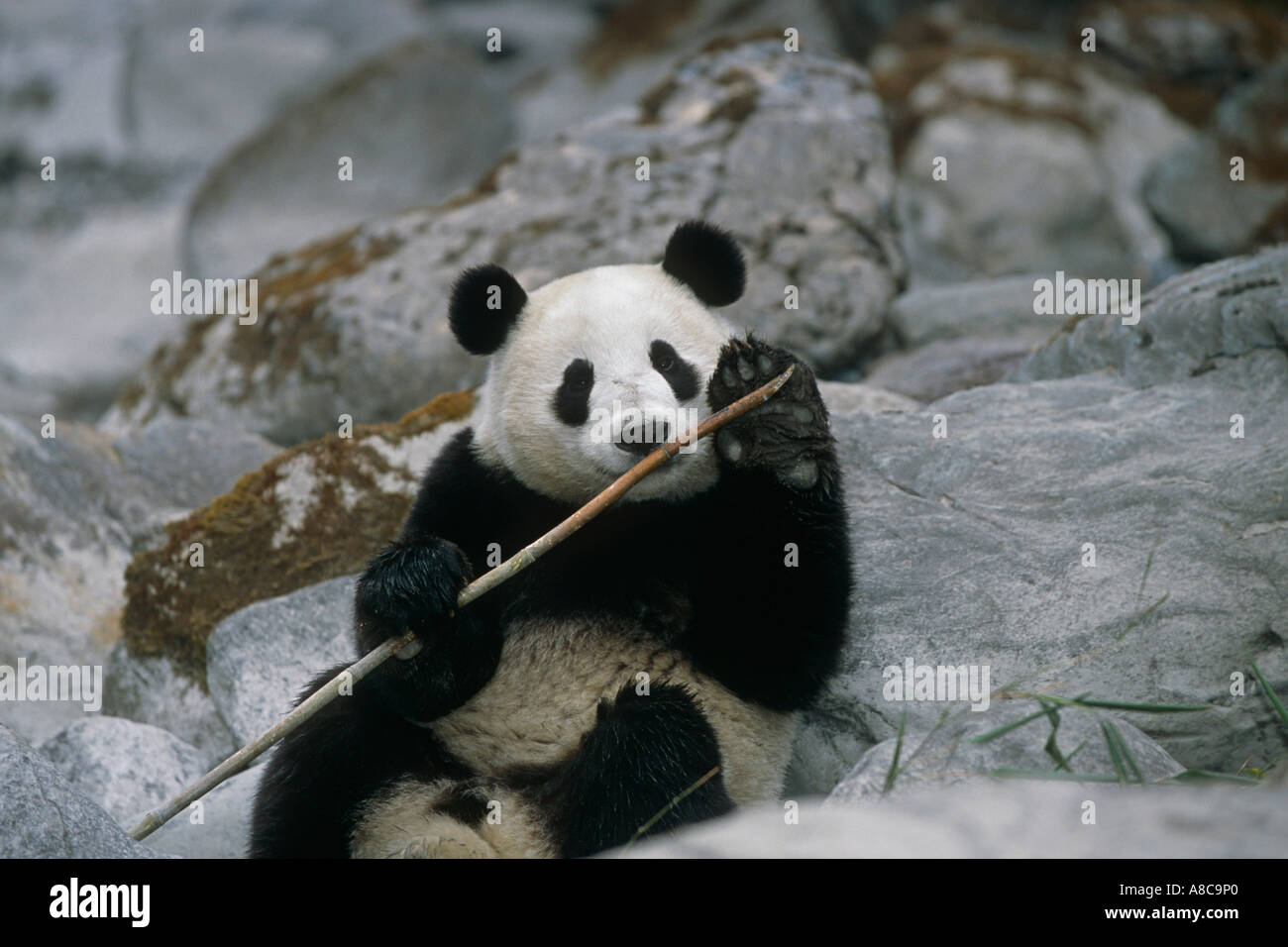 Panda on rock hi-res stock photography and images - Alamy