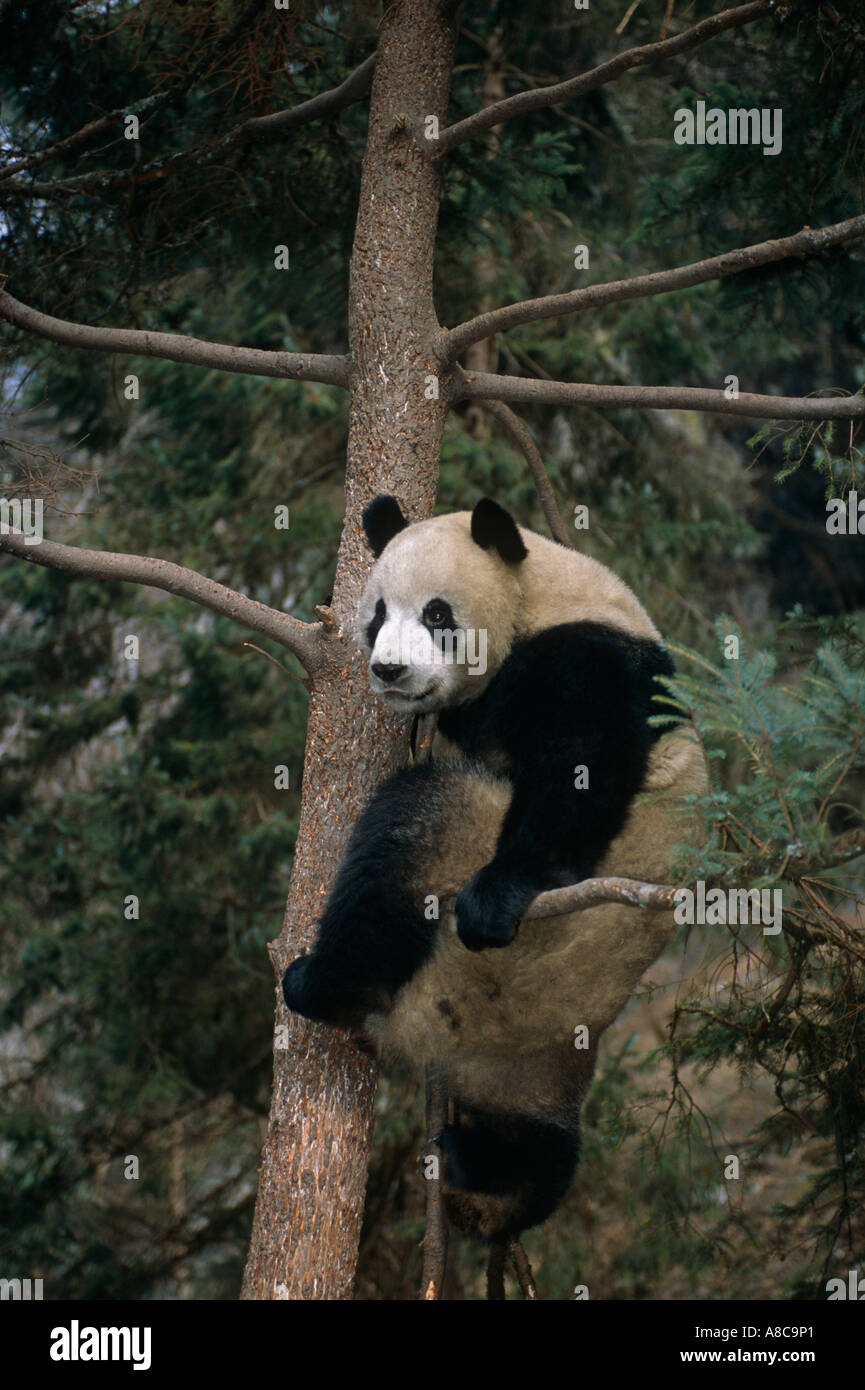 Giant Panda climbing tree China Stock Photo - Alamy