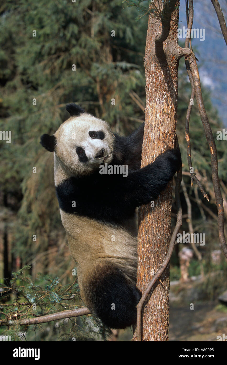 Giant Panda climbing tree China Stock Photo - Alamy