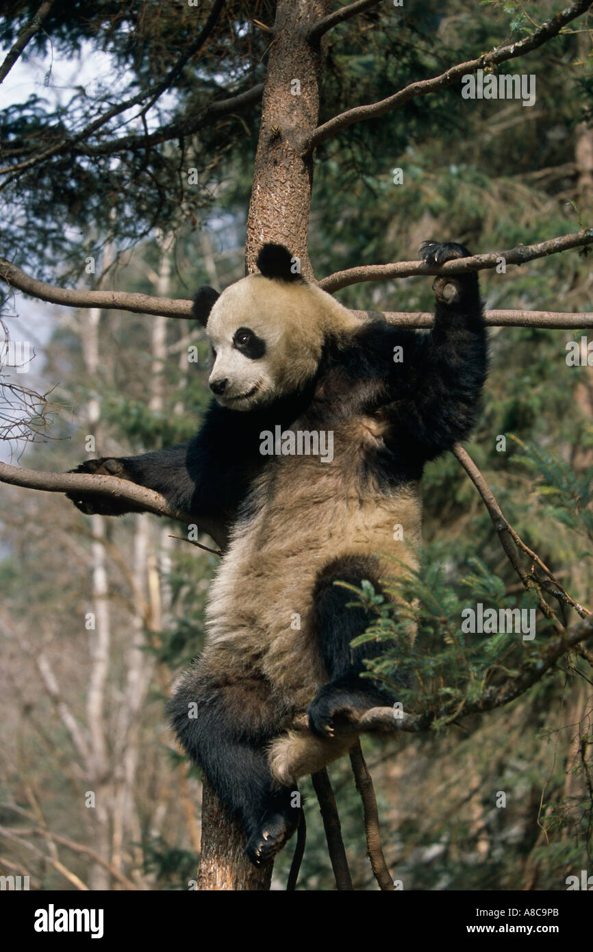 Giant Panda sitting in tree China Stock Photo - Alamy