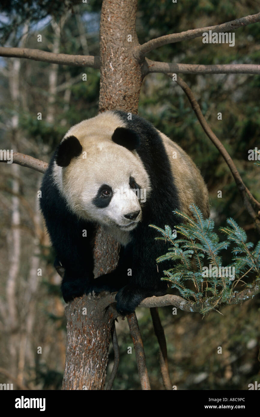 Giant Panda standing in tree China Stock Photo - Alamy