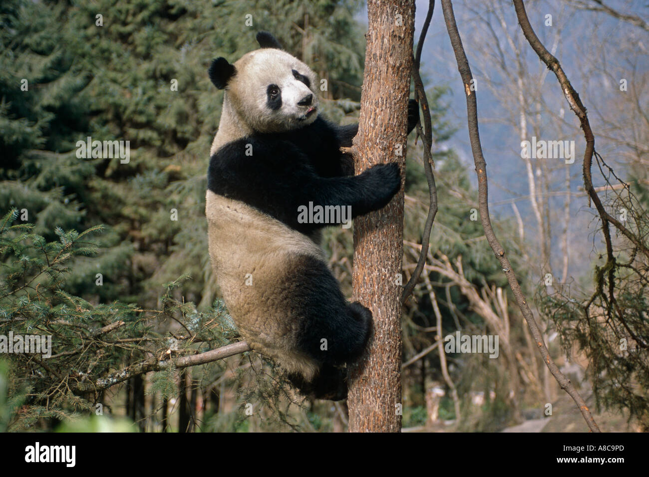 Panda climbing the tree hi-res stock photography and images - Alamy