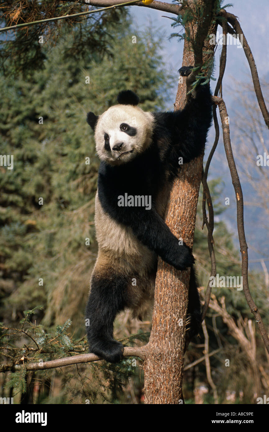Giant Panda climbing tree China Stock Photo - Alamy