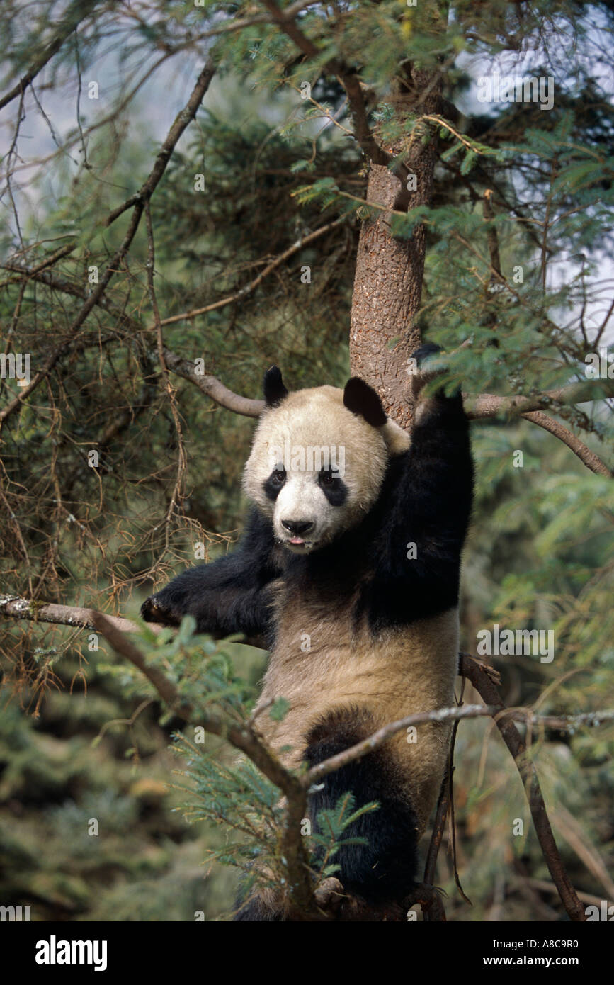 Giant Panda sitting in tree China Stock Photo - Alamy