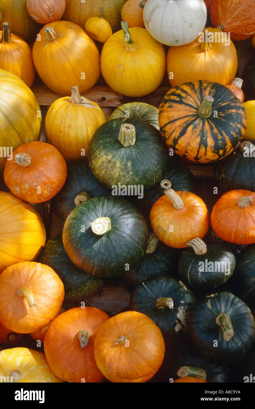 Pumpkins mound hi-res stock photography and images - Alamy